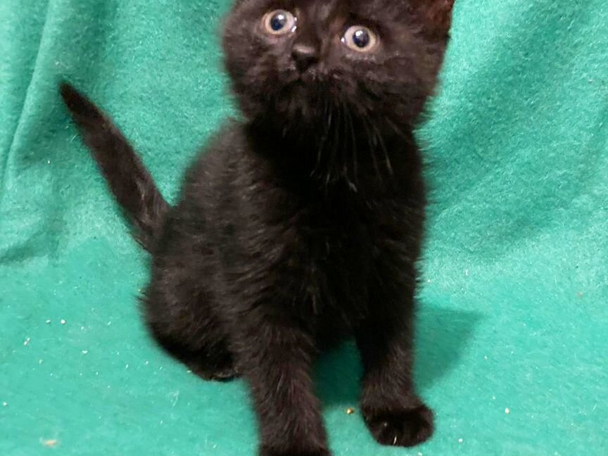 Котенок Ночка 1,5 мес
