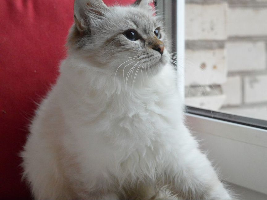 Невский котик Харрис