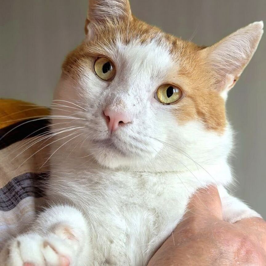 Дружелюбный кот Сёма в добрые руки