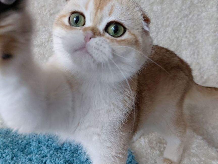 Шотландский мальчик золотая шиншилла