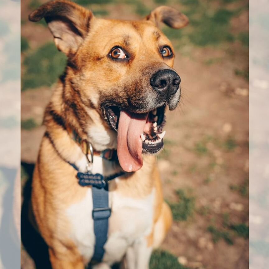 Рэм - защитник и солнышко ищет хозяина