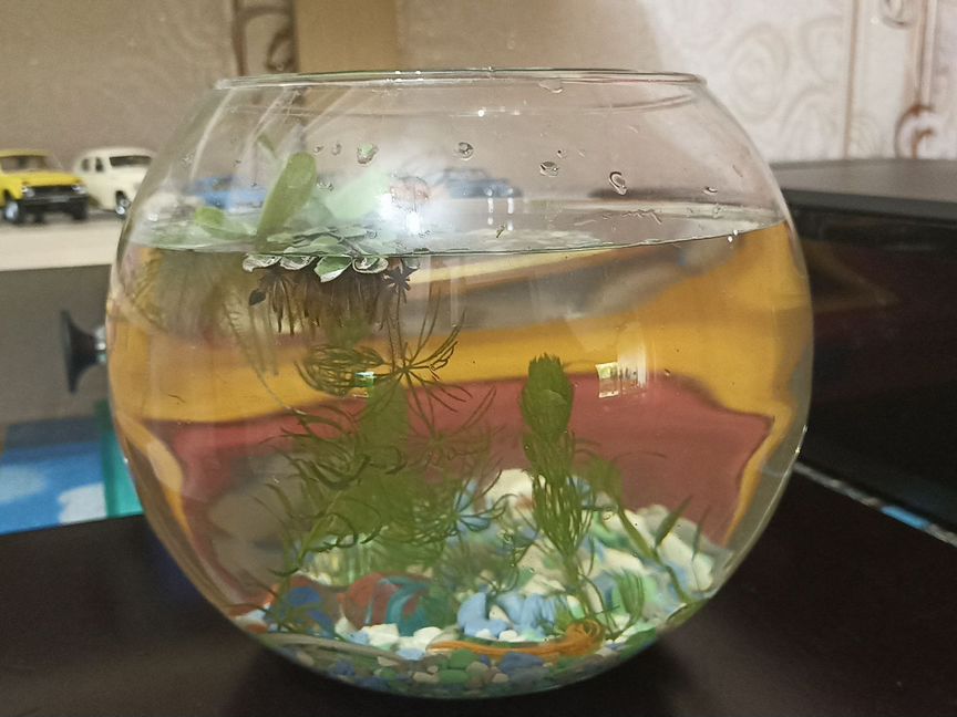 Аквариум с петушком