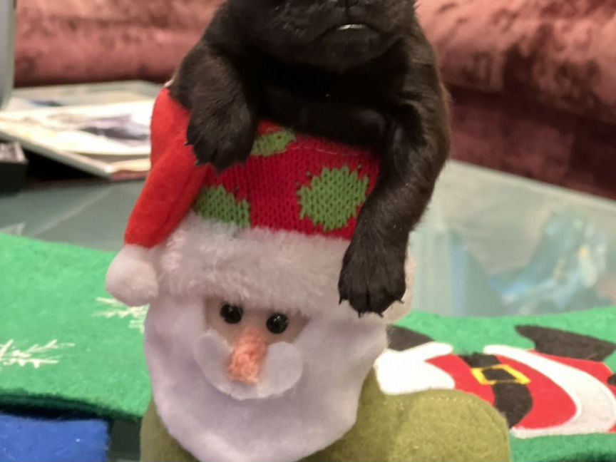 Пти брабансон щенок черная девочка