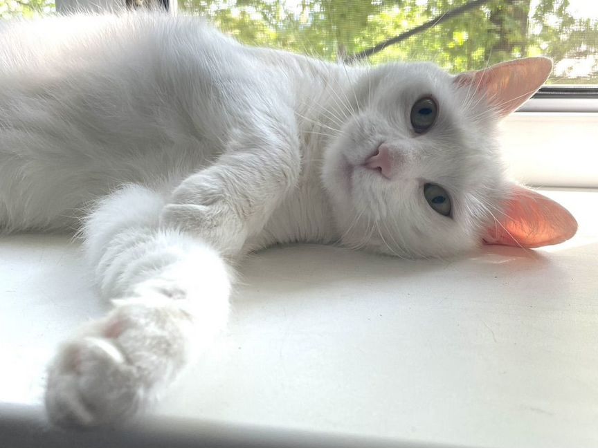 Кошка турецкая ангора