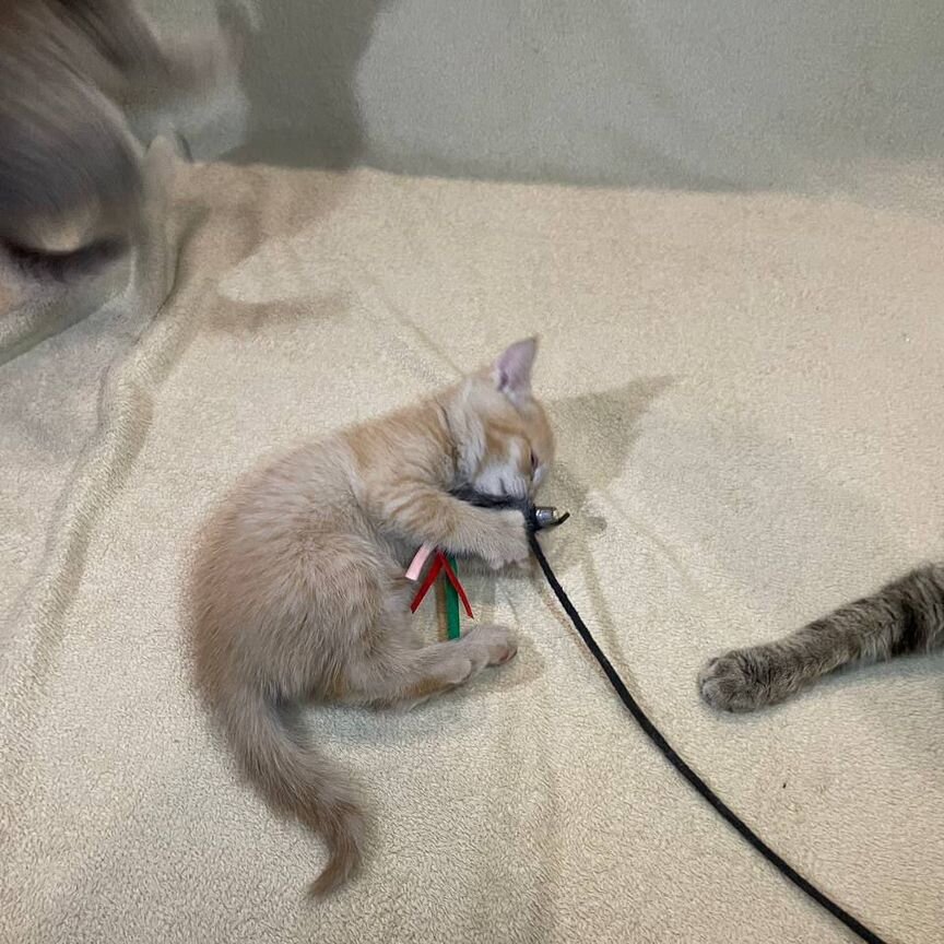 Турецкая ангора котёнок