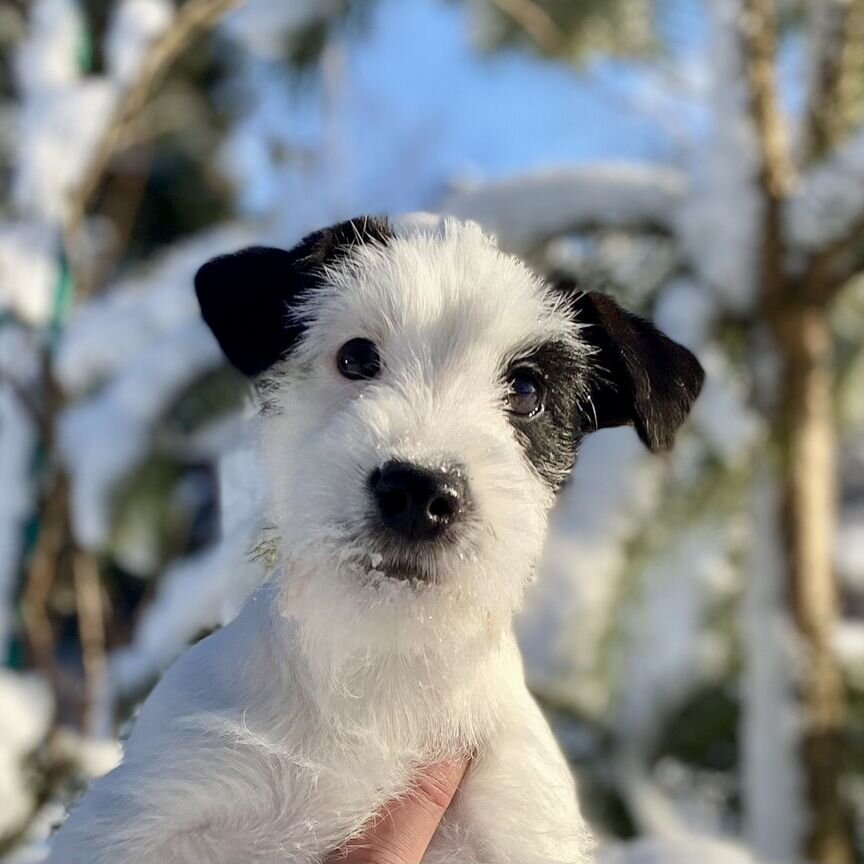 Щенок джек рассел терьер