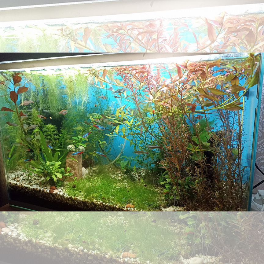 Аквариумная прополка