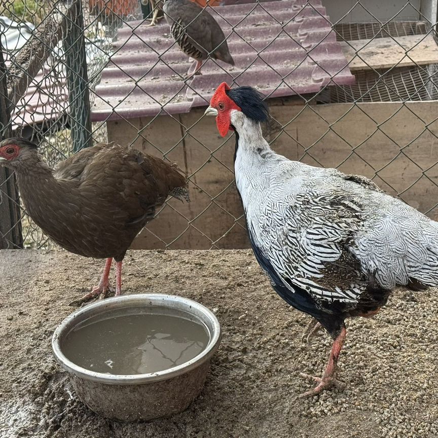 Серебрянный фазан (пара)