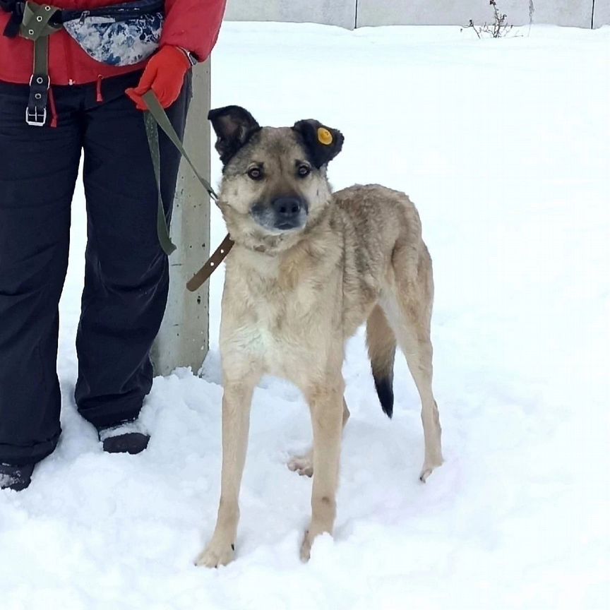 Малыш. Обыкновенный окрас. Обыкновенный пёс