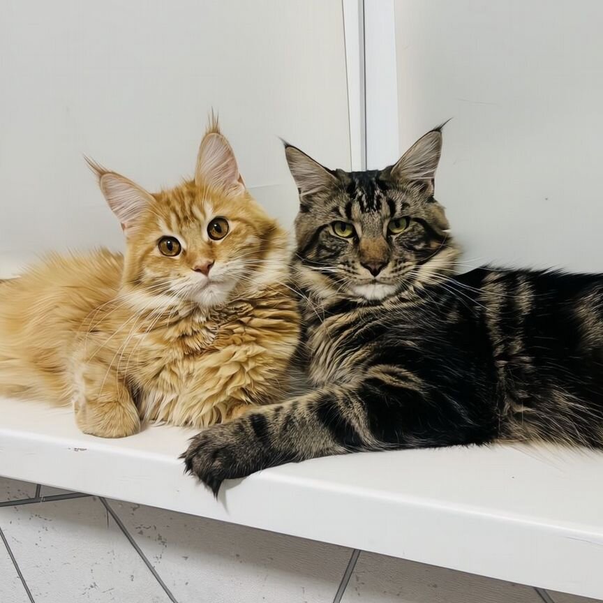 Мейн-кун котёнок