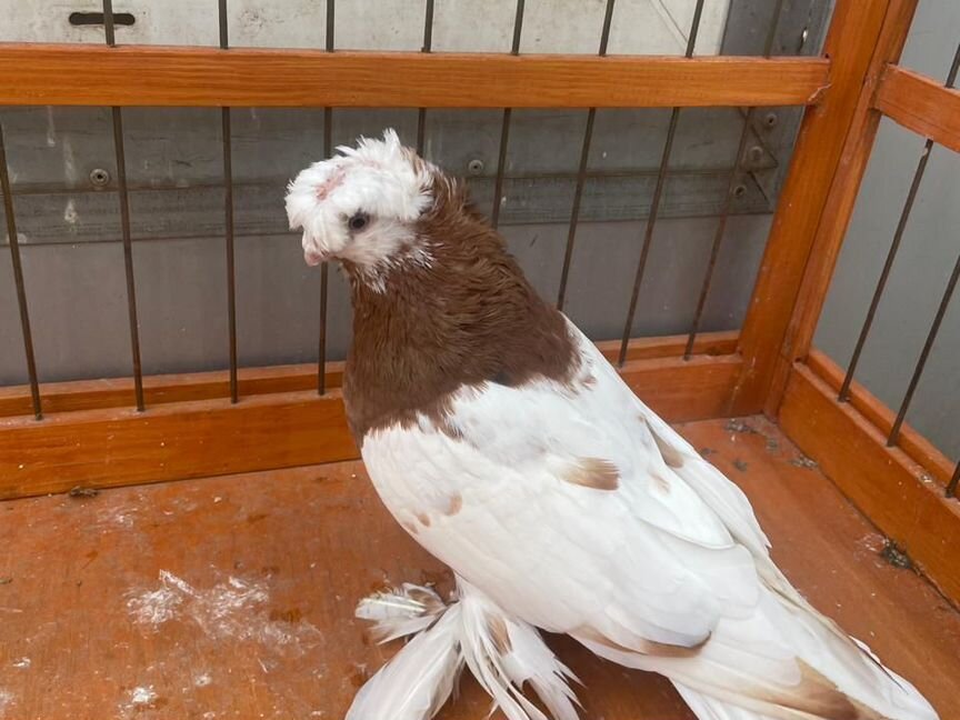 Голуби узбекские