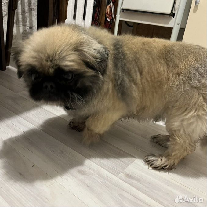 Собака пикинес