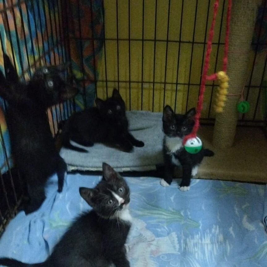 Котятки в поисках дома