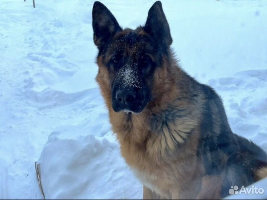 Продам щенят немецкой овчарки