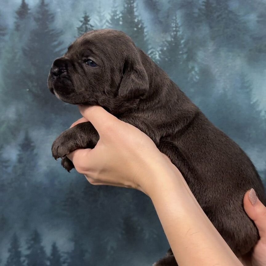 Щенки кане корсо