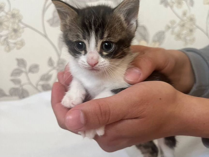 Котята в добрые руки бесплатно