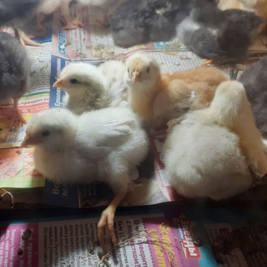 Цыплята 1месяц