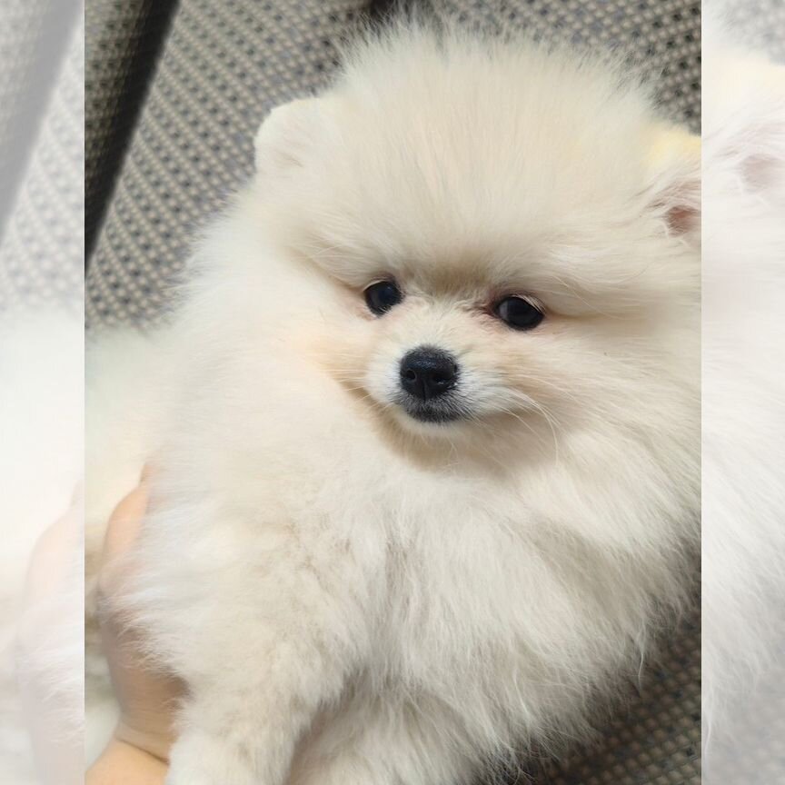 Померанский шпиц, щенок