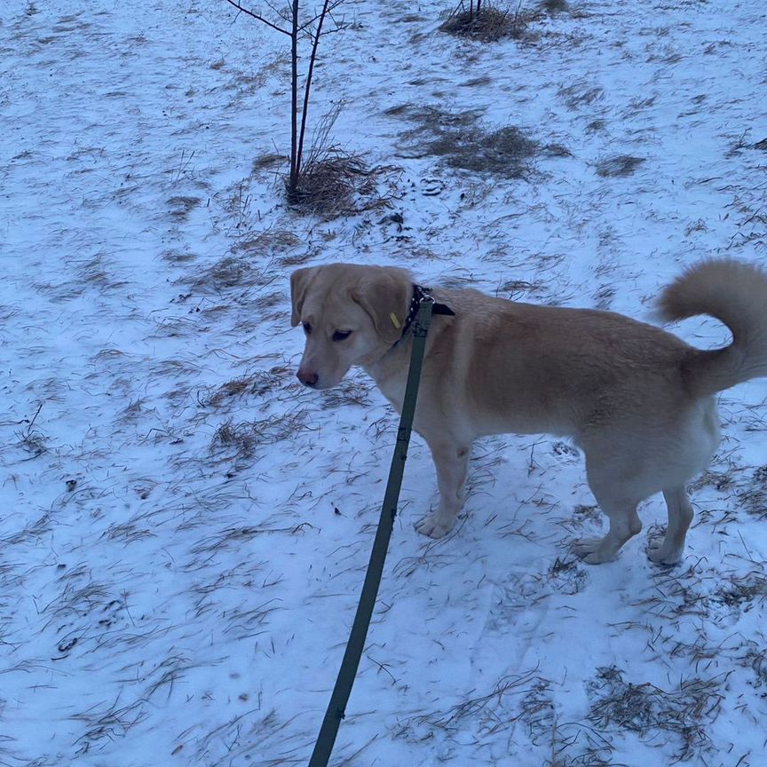 Отдам в добрые руки