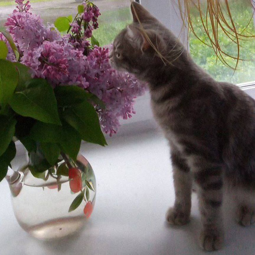 Кошка на вязку