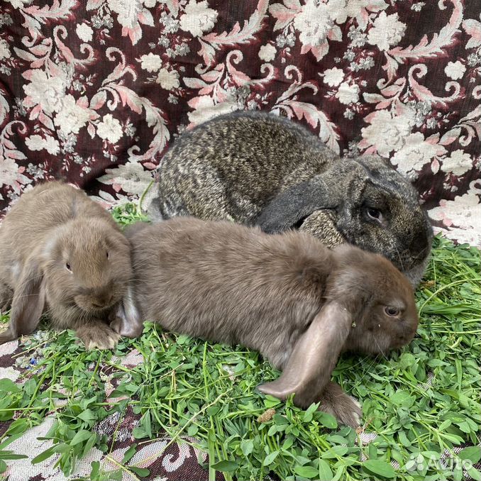 Кролики породы французский баран