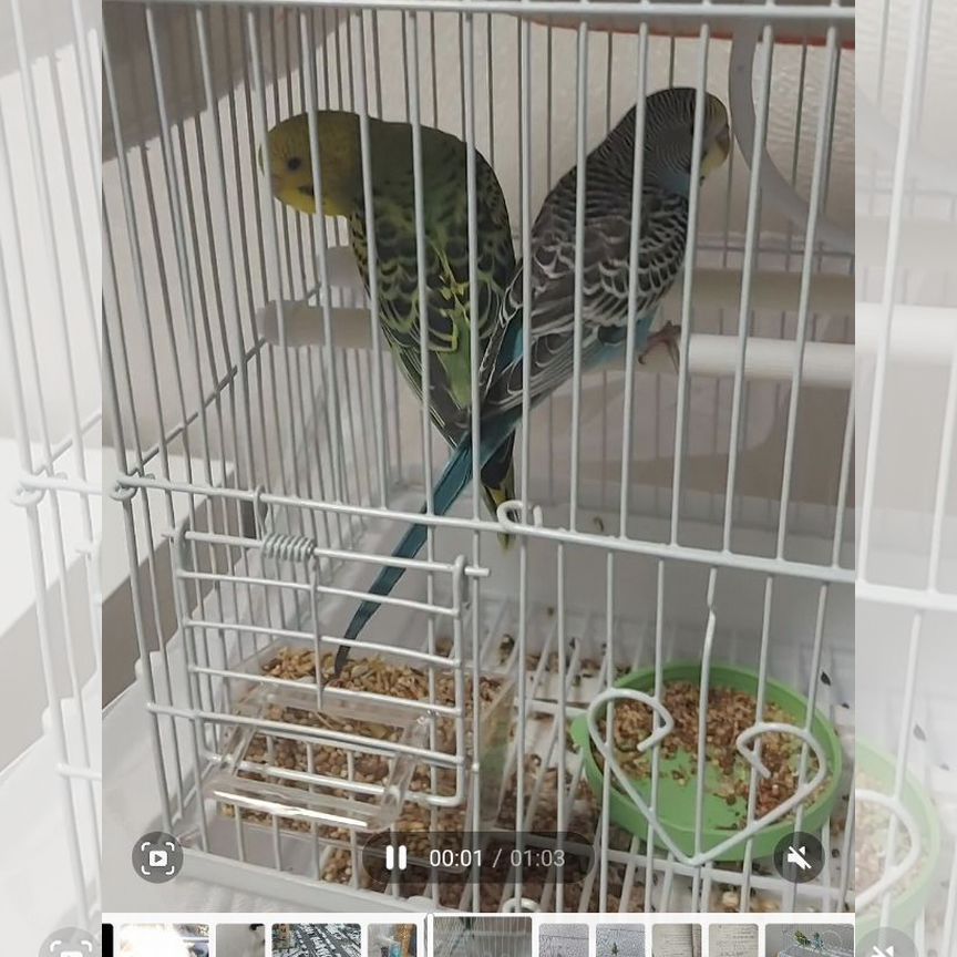 Волнистый попугай