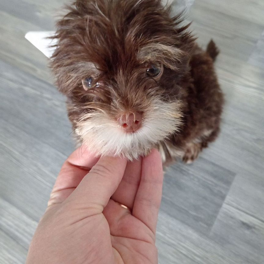 Йоркширский терьер щенок шоколадка