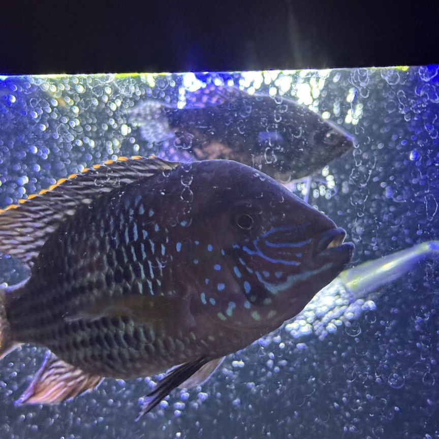 Цихлида акара бирюзовая