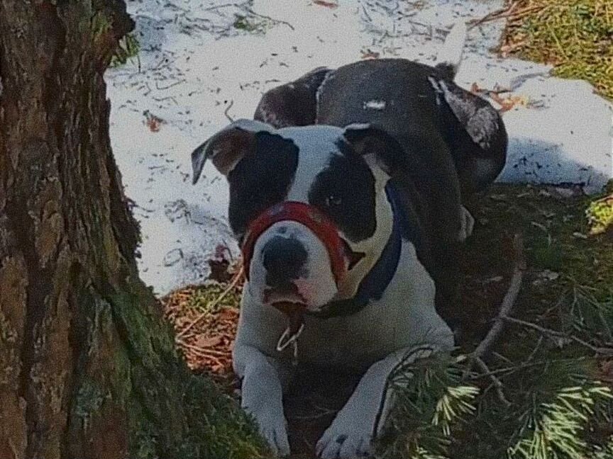 Метис стафорширского терьера