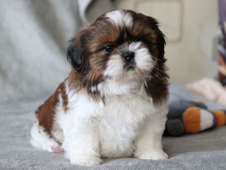 Девочки ши-тцу