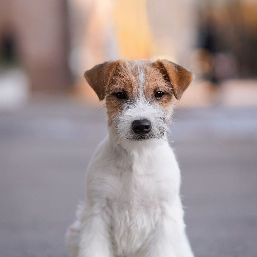 Щенок Джек рассел терьер