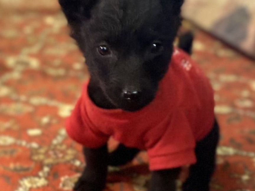 Щенок в добрые руки