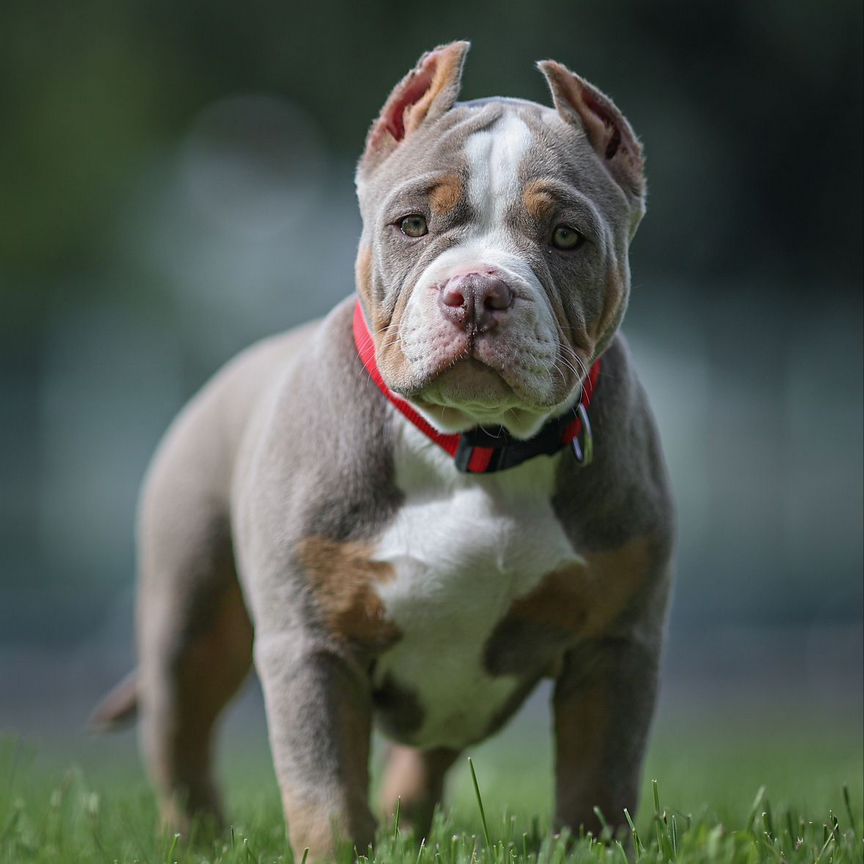 Американский булли