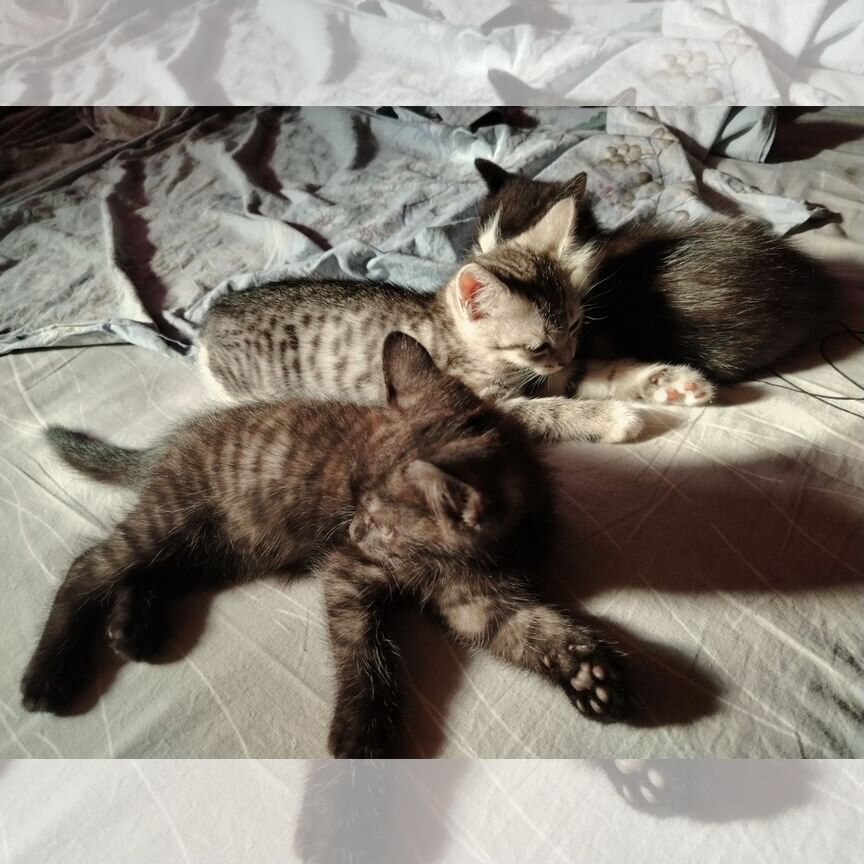 Котята в добрые руки