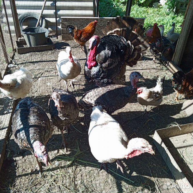 Индюки,петушки
