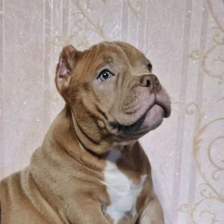 Щенки американского булли девочка