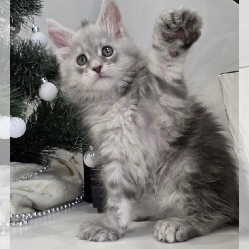 Мейн-кун котёнок