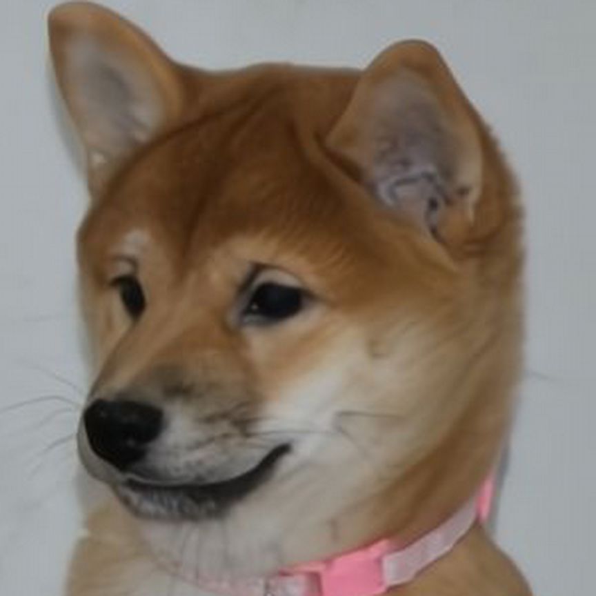 Сиба-ину, щенок