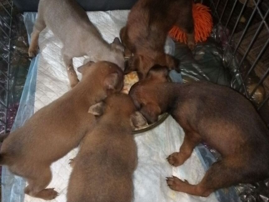 Продаются щенки маленькой породы, тойпинчер