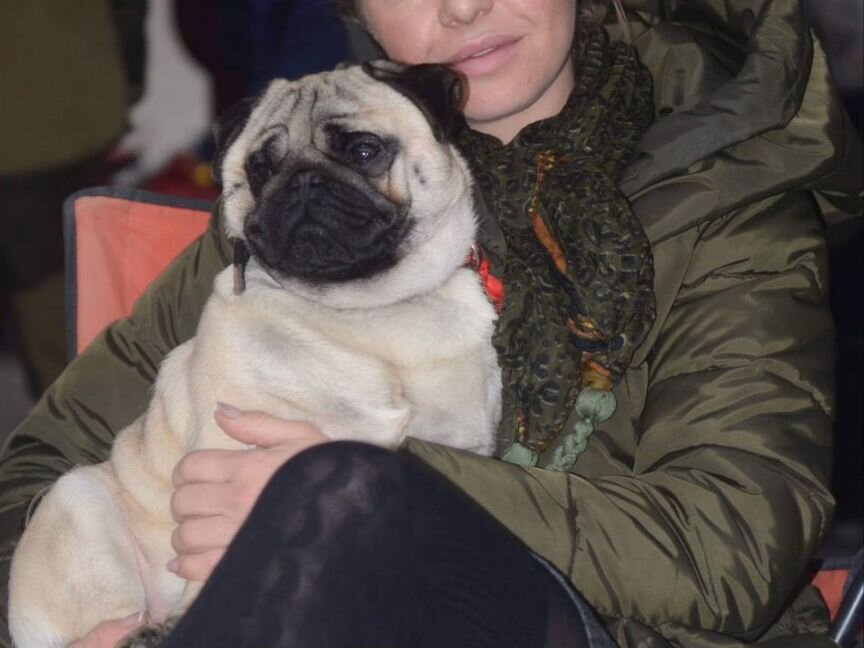 Щенки мопса