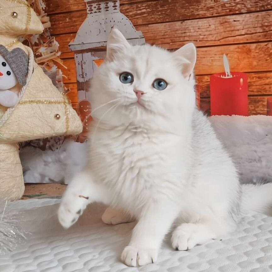 Британский короткошёрстный котёнок