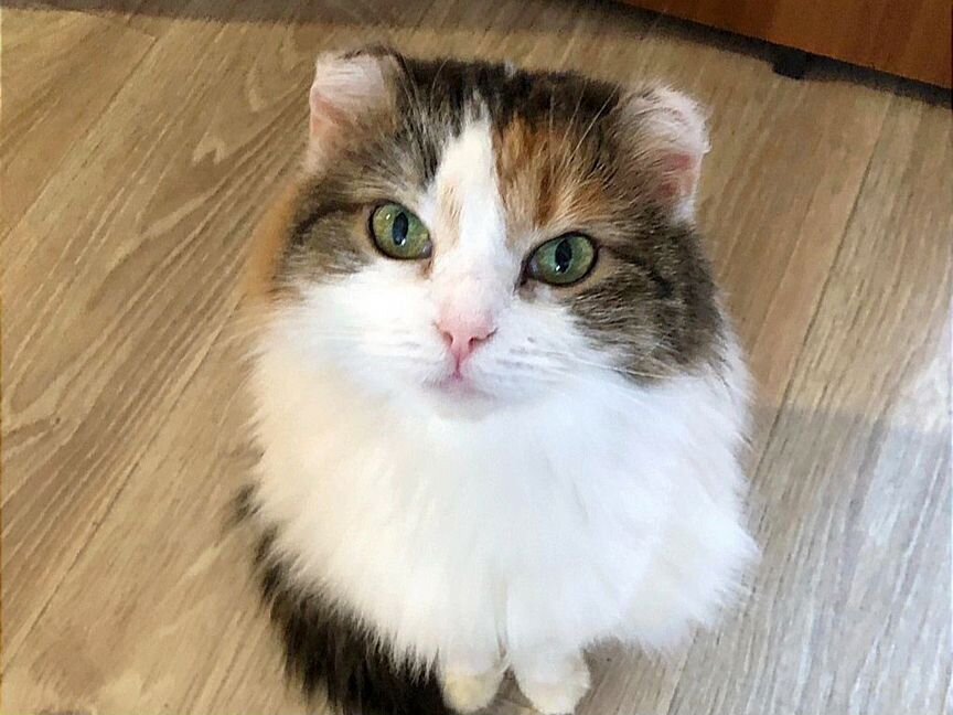 Красивая кошечка