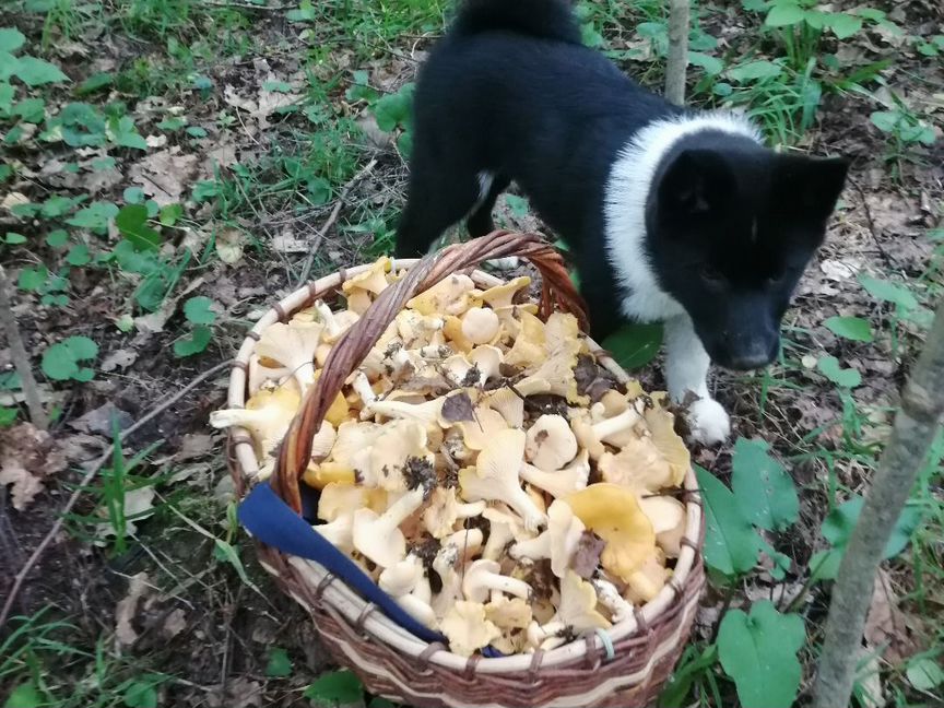 Руско европейские лайки