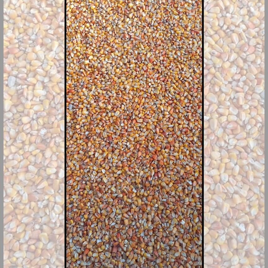 Кукуруза зерно