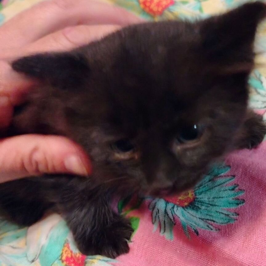 Котенок - Хэллоуинская Шипучка - 1.5 месяца