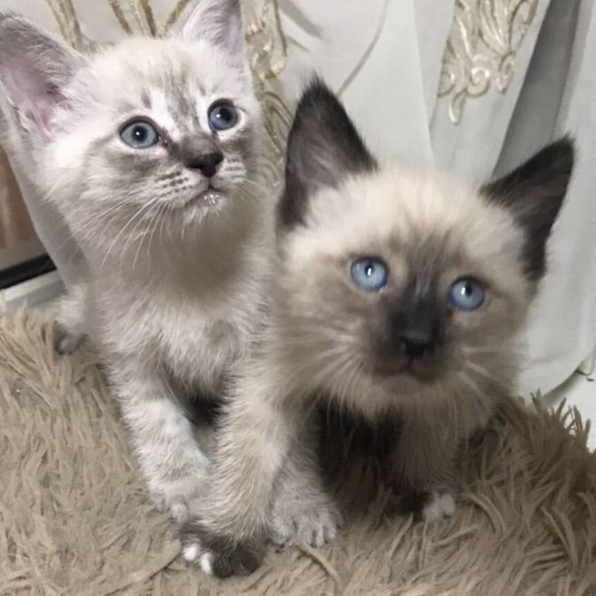 Сиамский котёнок
