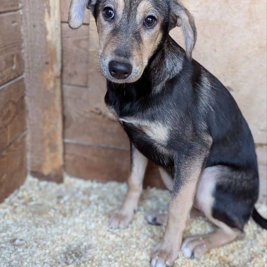 Щенок в добрые руки