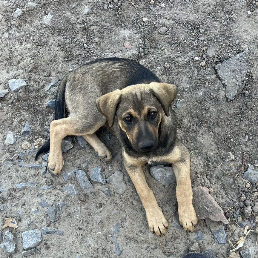 Щенок в добрые руки