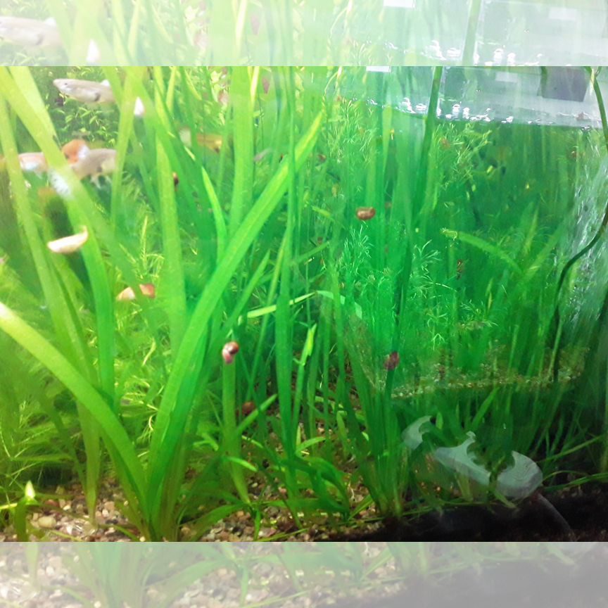 Аквариумная прополка