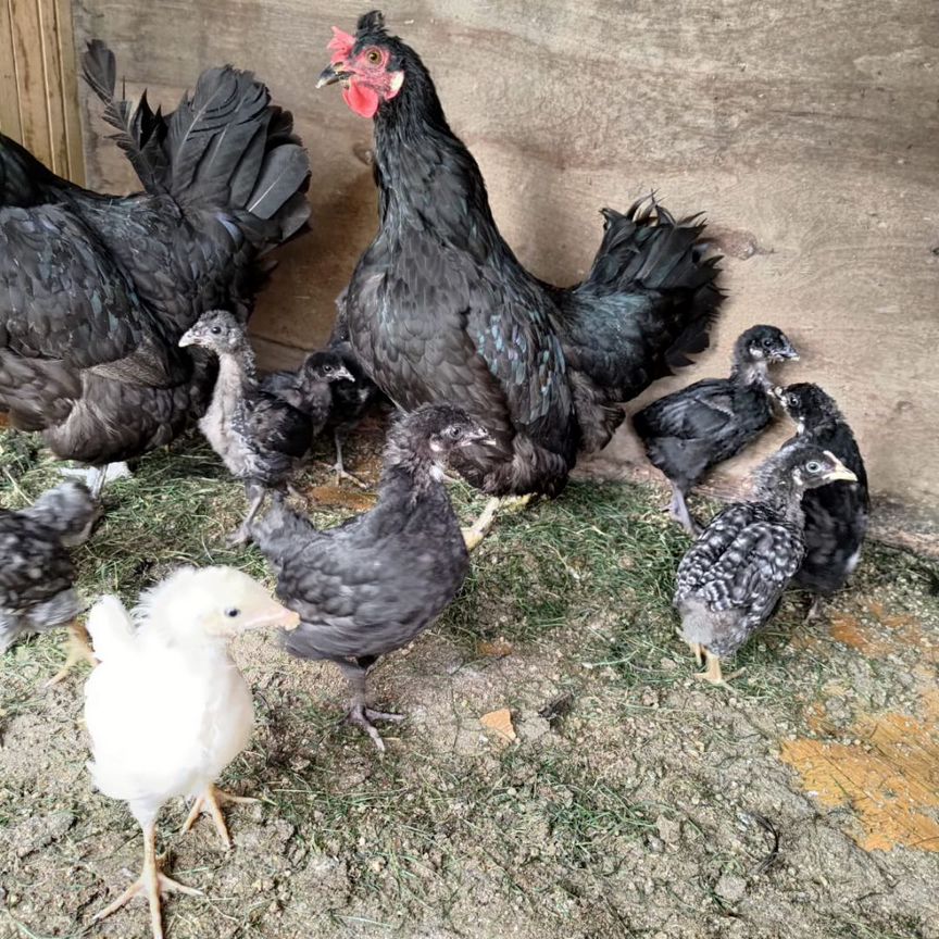 Цыплята кур несушек